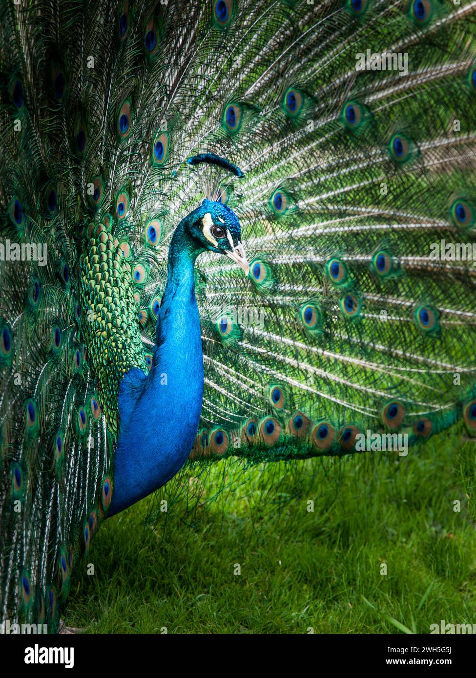 Close-up portrait of peacock with spread feathers. Low key image Stock ...