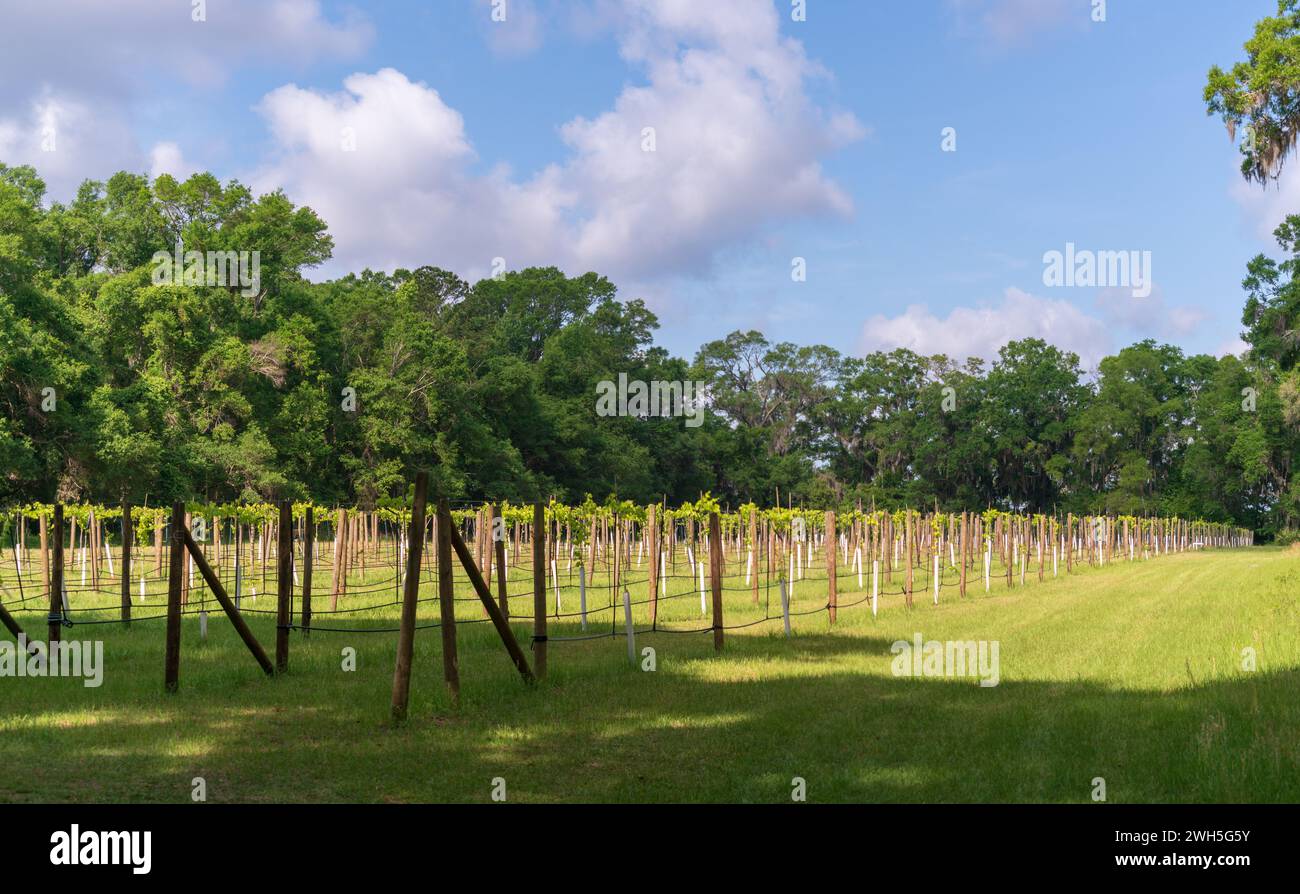 The Penn Center, Penn School, African-American cultural and educational ...