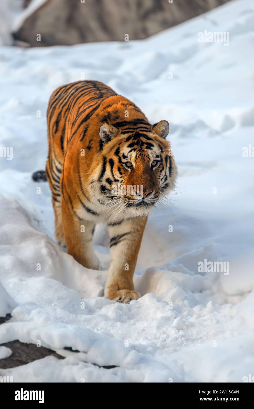 Closeup Adult Tiger in cold time. Tiger snow in wild winter nature ...