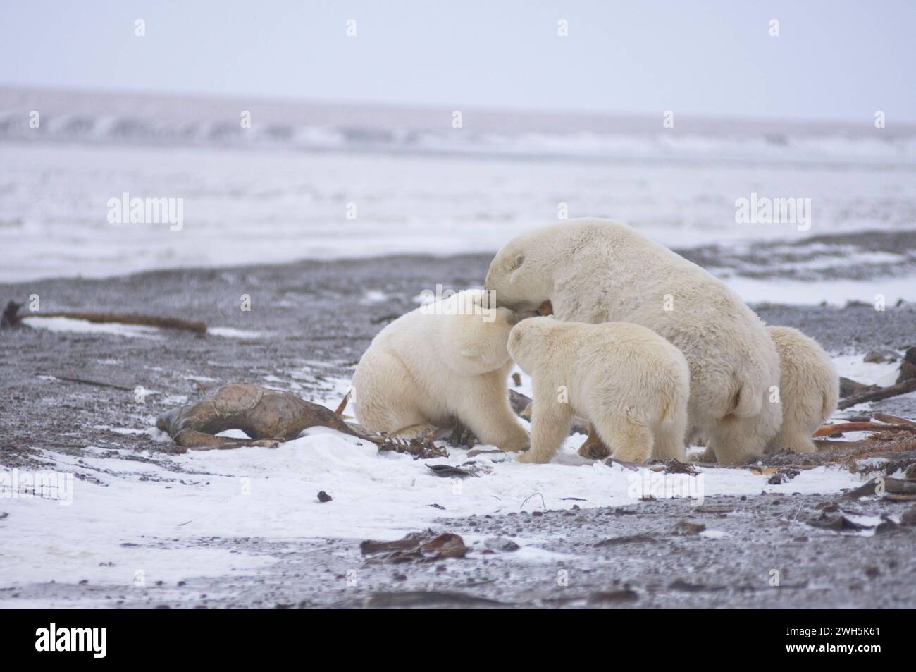 polar bears, Ursus maritimus, sow fights another with her spring cubs ...