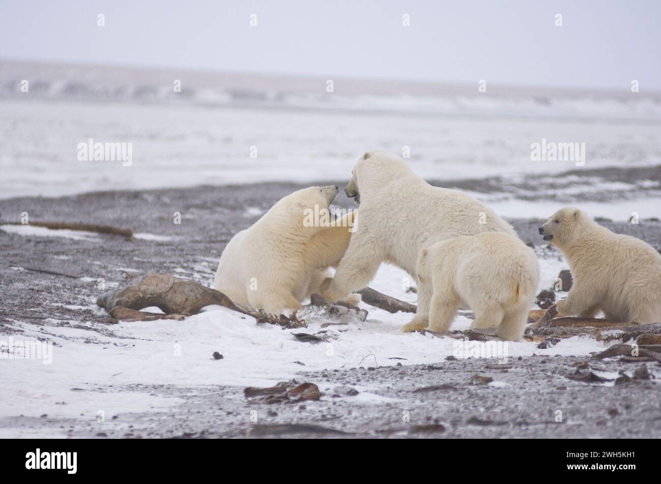 polar bears, Ursus maritimus, sow fights another with her spring cubs ...