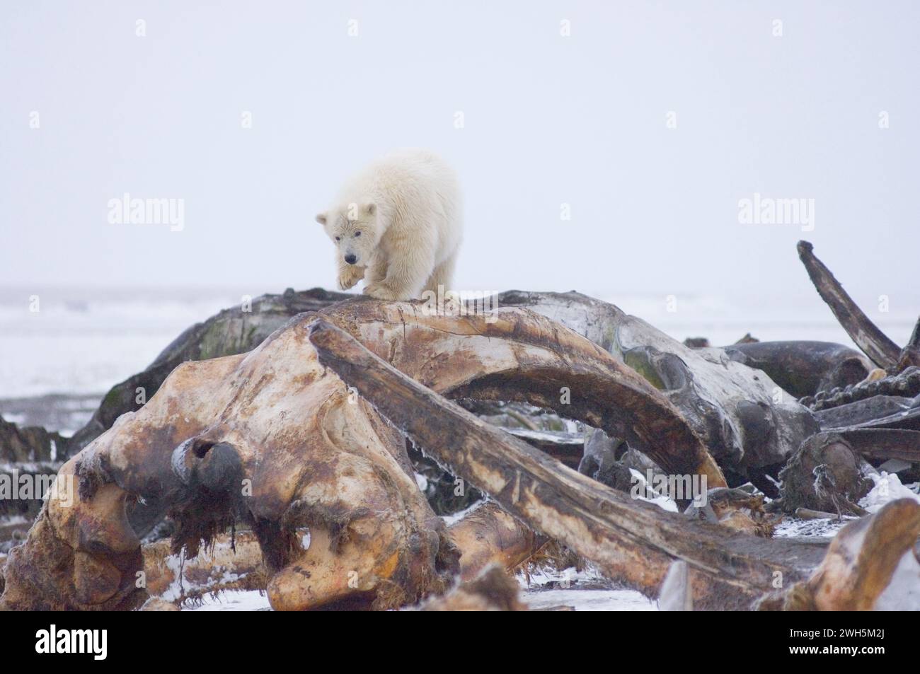 polar bear Ursus maritimus spring cub on top of bowhead whale jaw bone ...