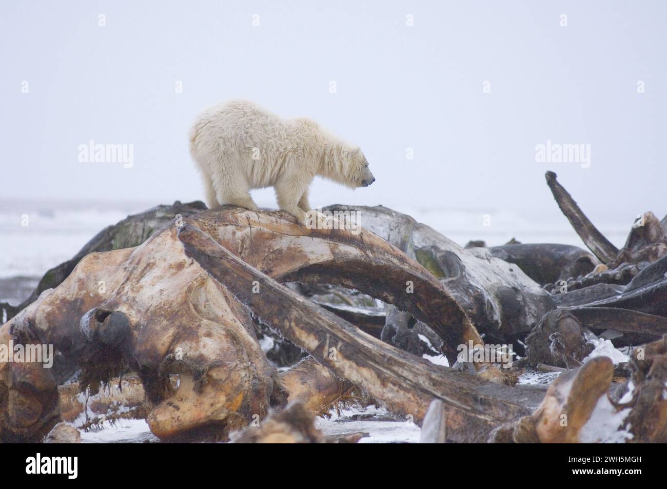 polar bear Ursus maritimus spring cub on top of bowhead whale jaw bone ...