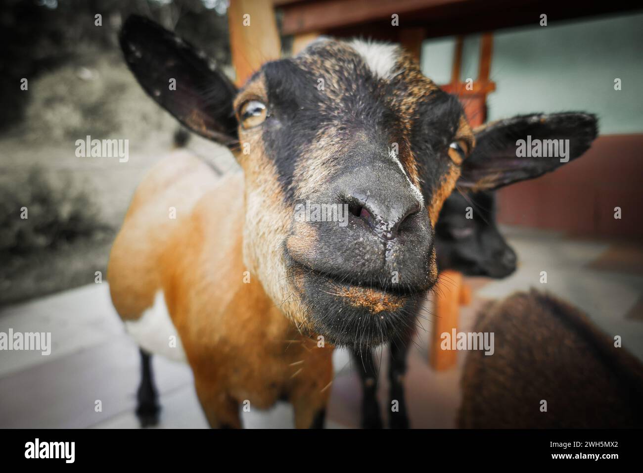 Small goat hi-res stock photography and images - Alamy