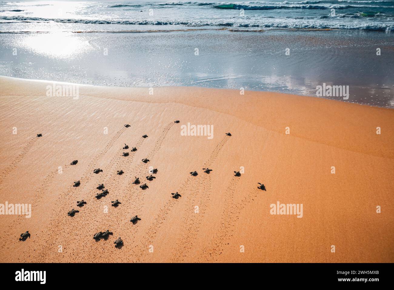 The baby turtles racing towards the ocean after hatching on a beautiful ...