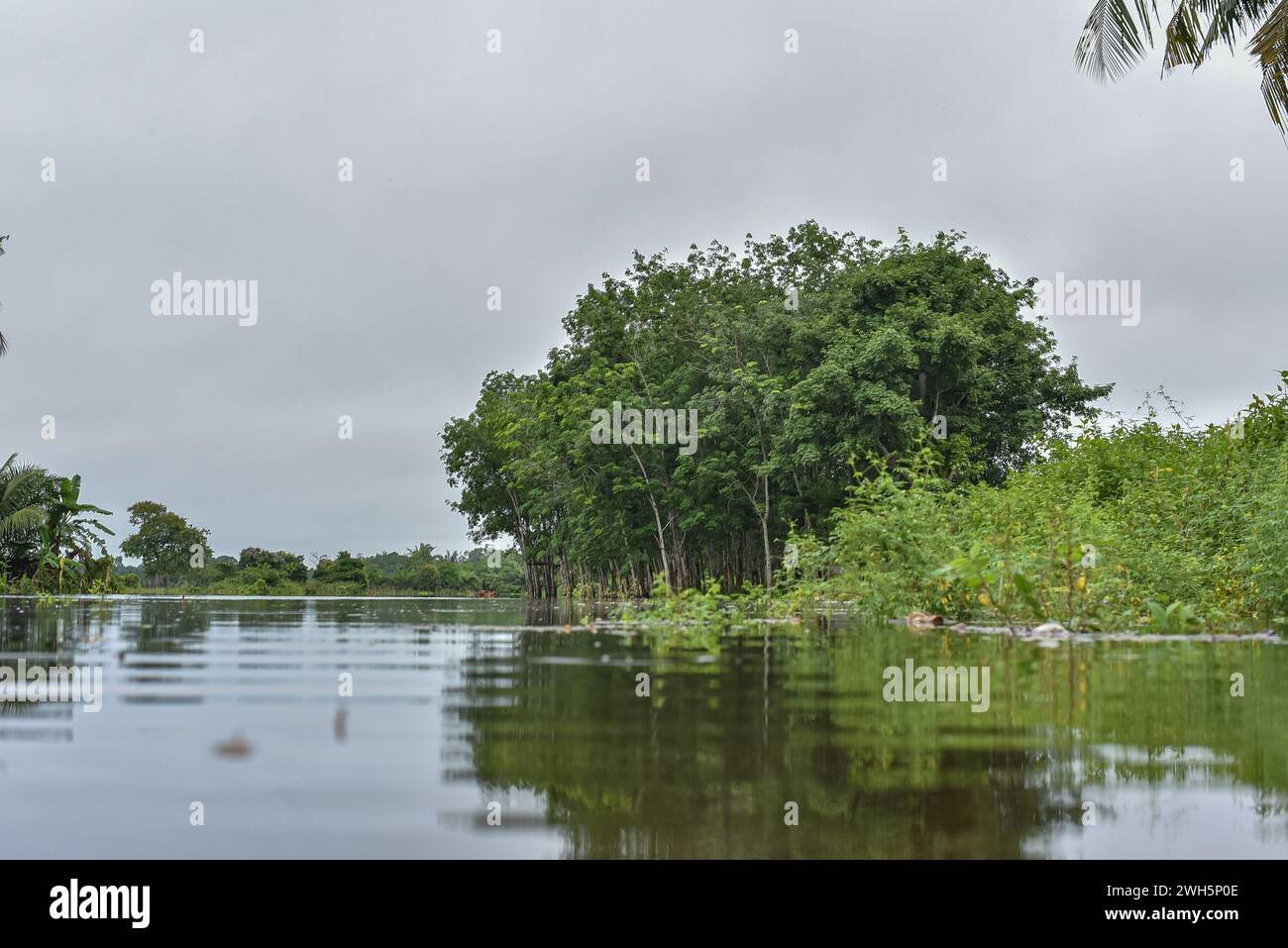 Animal water trees hi-res stock photography and images - Alamy