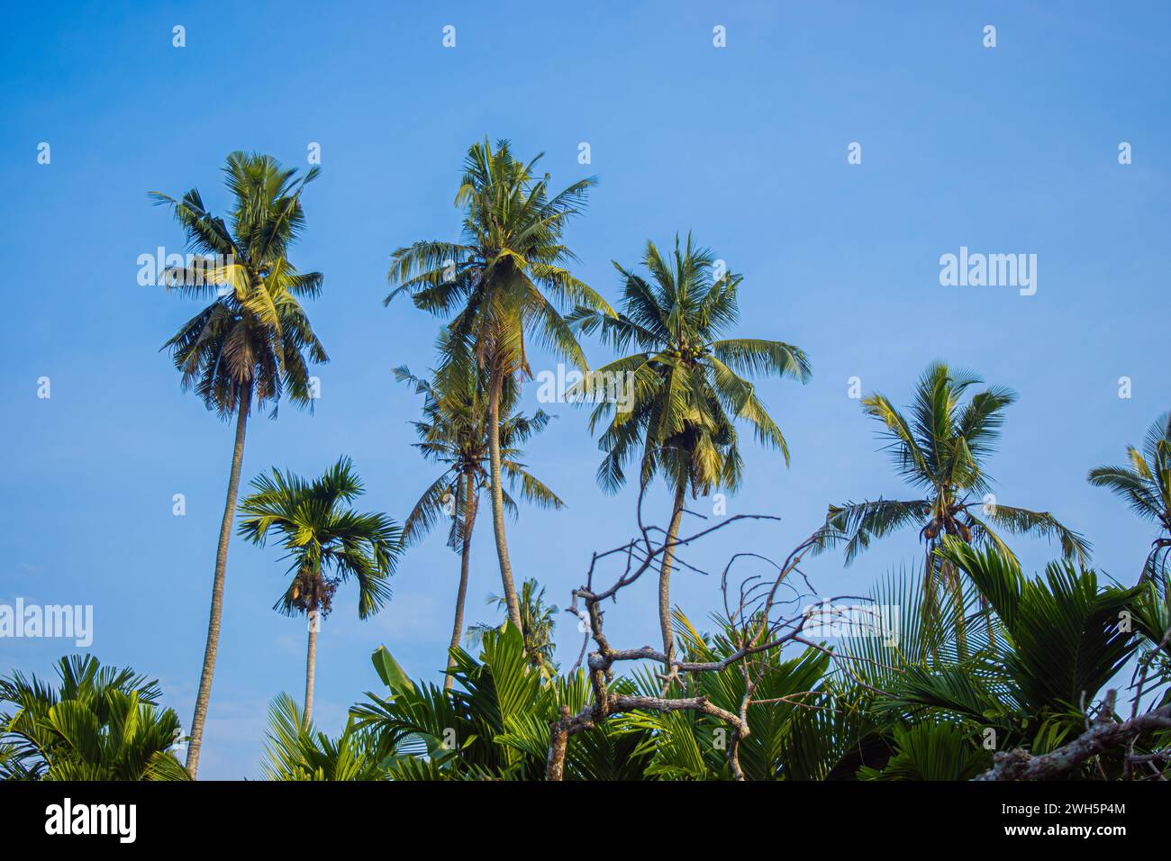 Coconut tree sea breeze hi-res stock photography and images - Alamy