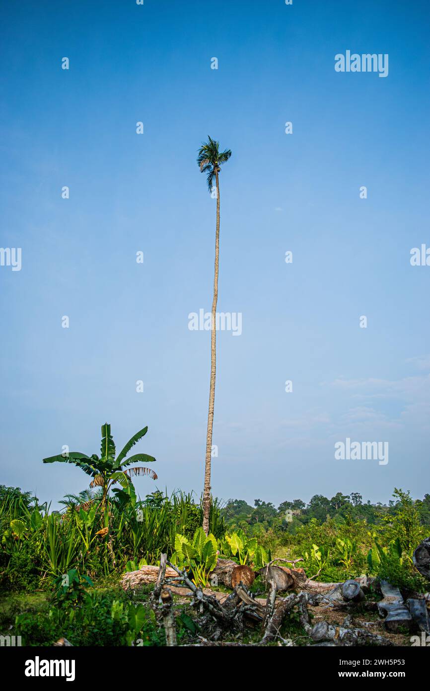 Tall coconut trees towering in nature Stock Photo - Alamy