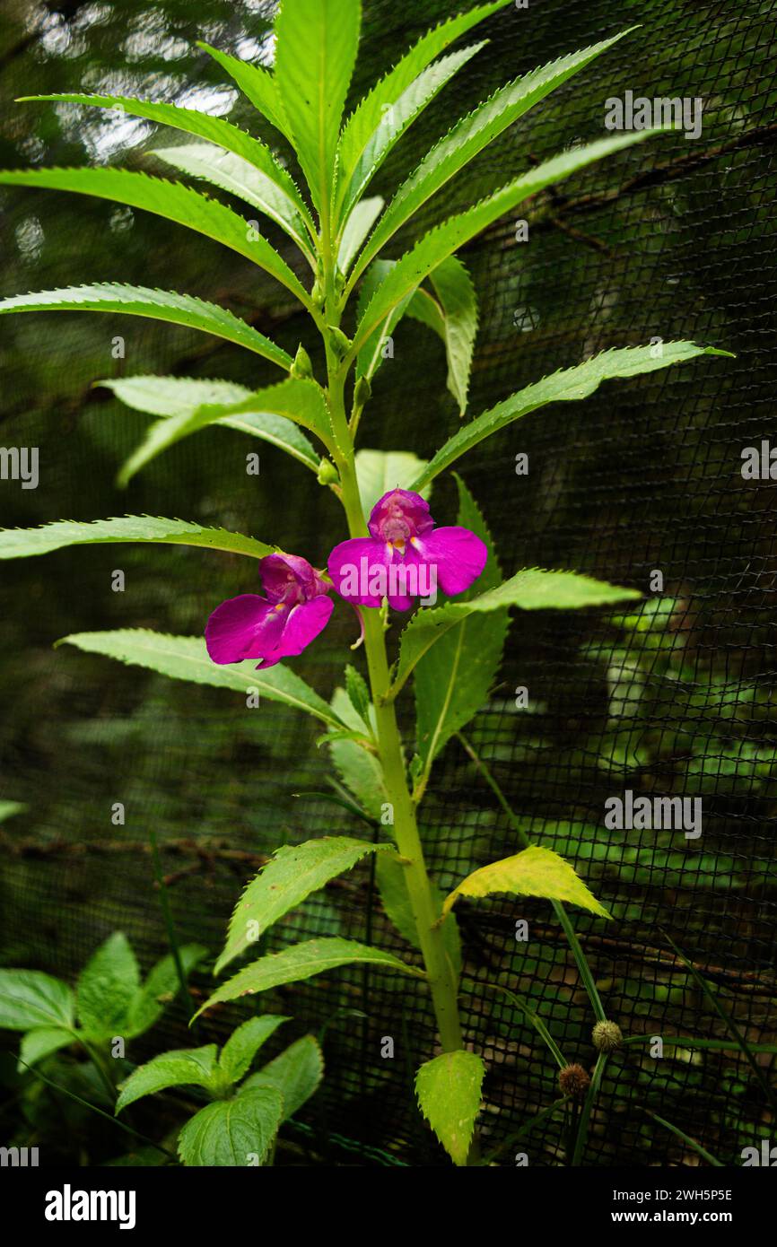 Henna plant hi-res stock photography and images - Alamy