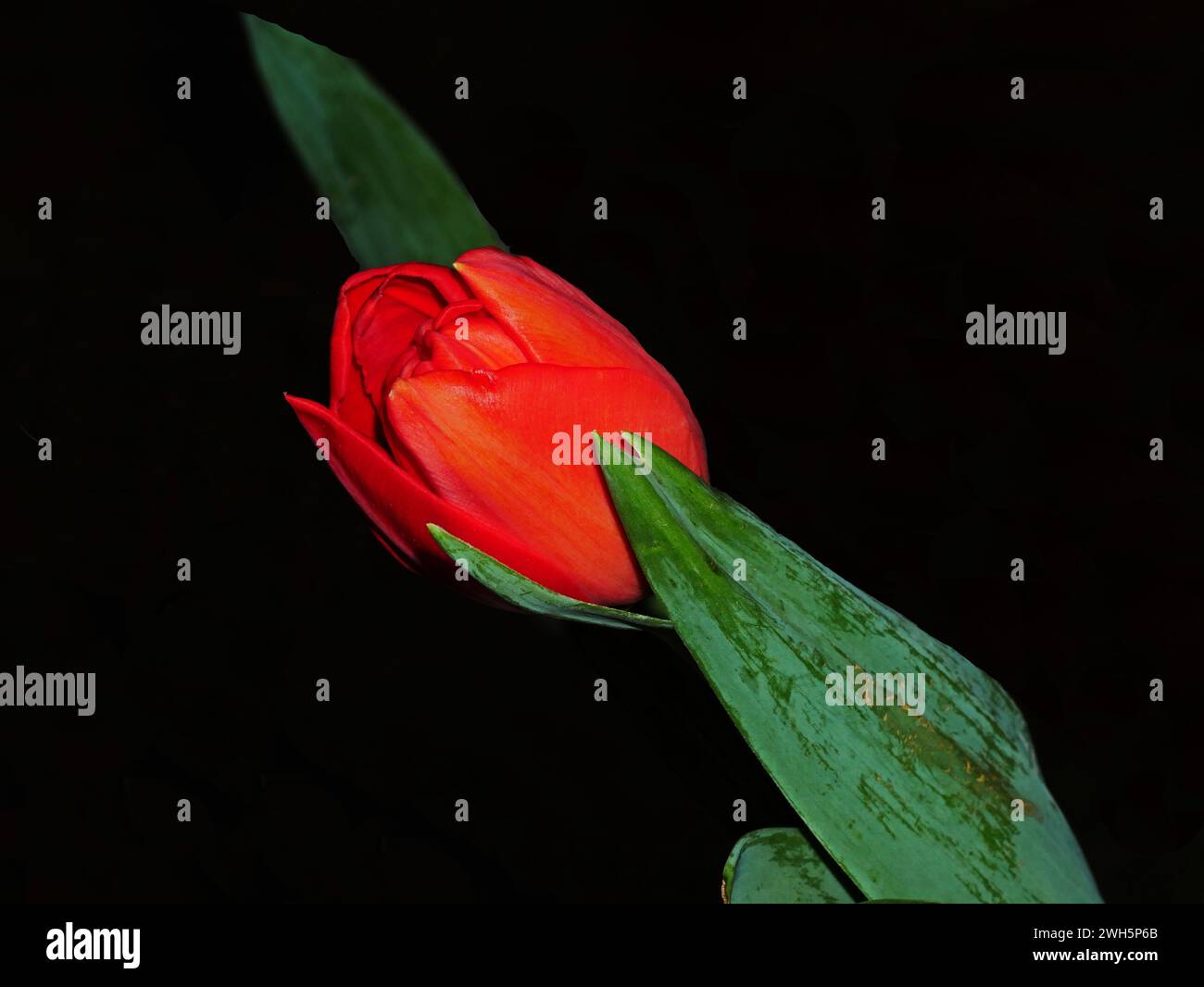 Red tulip close-up Stock Photo - Alamy