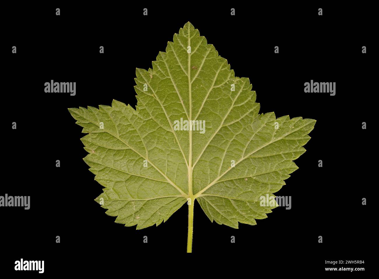 Ribes nigrum illustration hi-res stock photography and images - Alamy