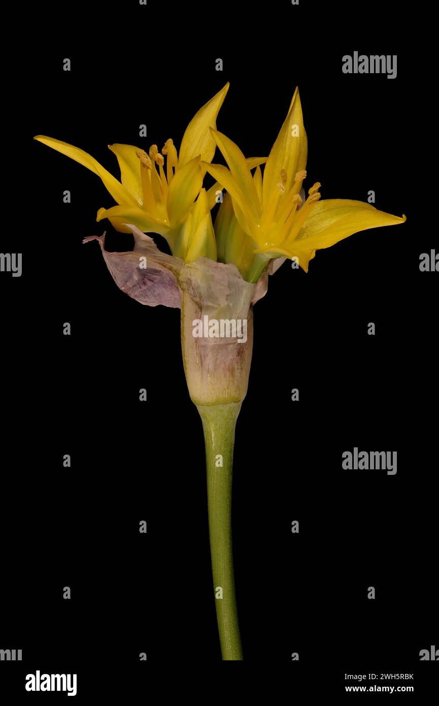 Yellow Garlic (Allium moly). Opening Umbel Closeup Stock Photo - Alamy