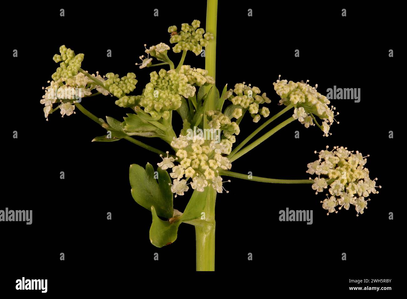 Leaf opposite umbel hi-res stock photography and images - Alamy