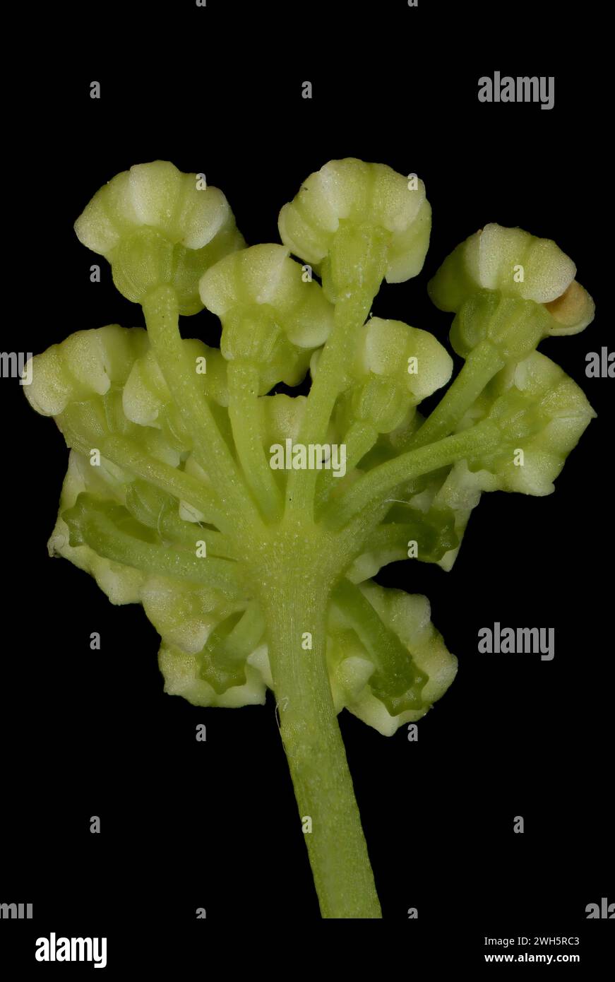 Celery (Apium graveolens). Opening Umbellule Closeup Stock Photo - Alamy