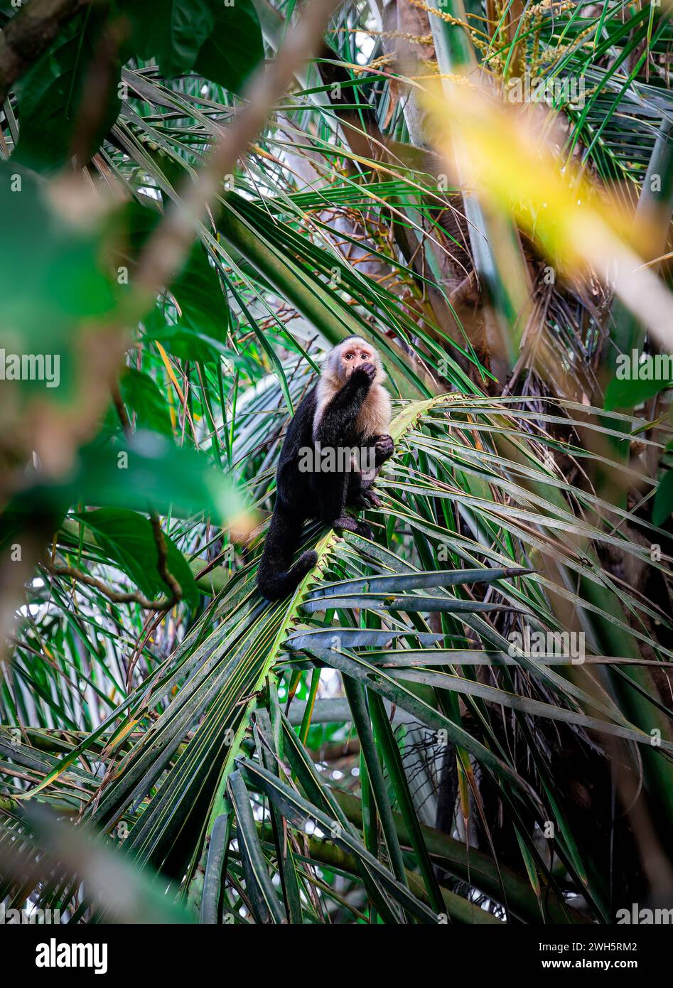 White Faced Monkey in Costa Rica Stock Photo - Alamy