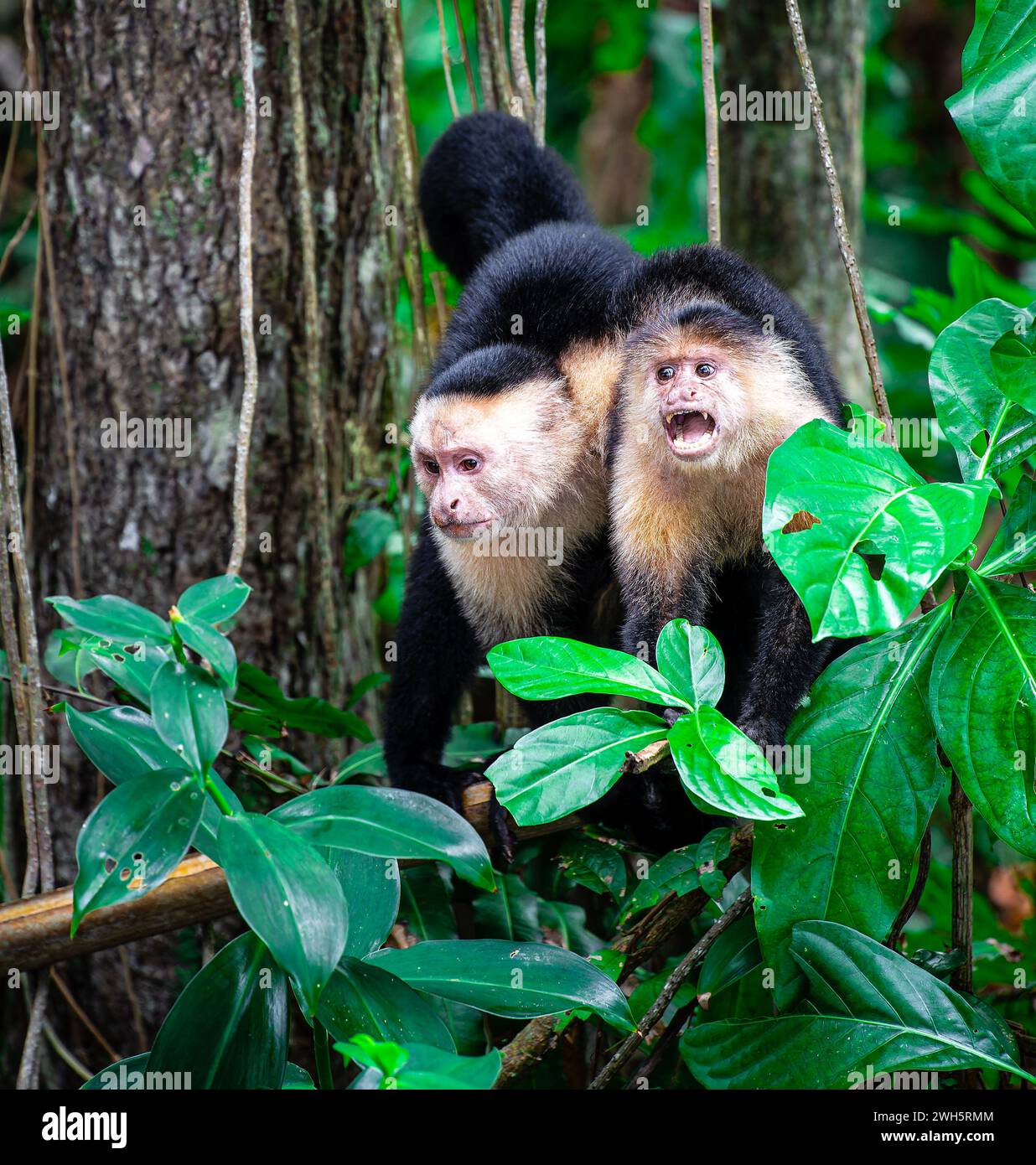 White Faced Monkey in Costa Rica Stock Photo - Alamy