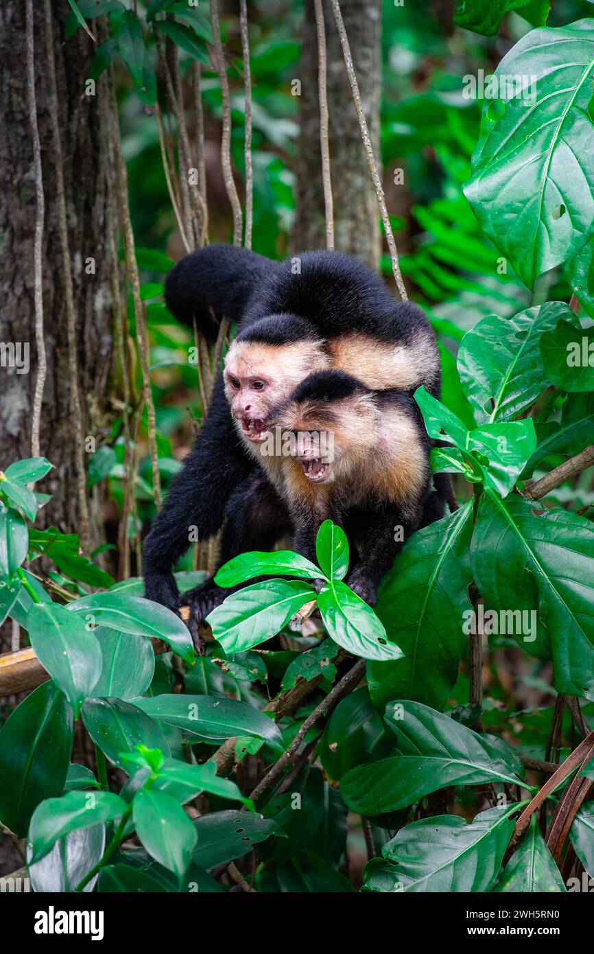White Faced Monkey in Costa Rica Stock Photo - Alamy