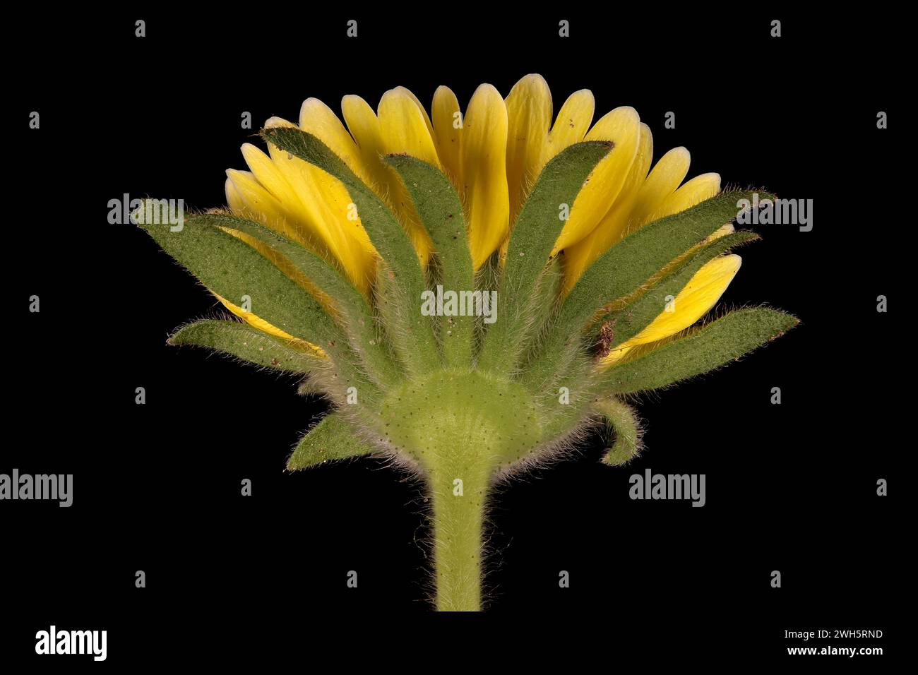 Coastal Tidytips (Layia platyglossa). Flowering Capitulum Closeup Stock ...
