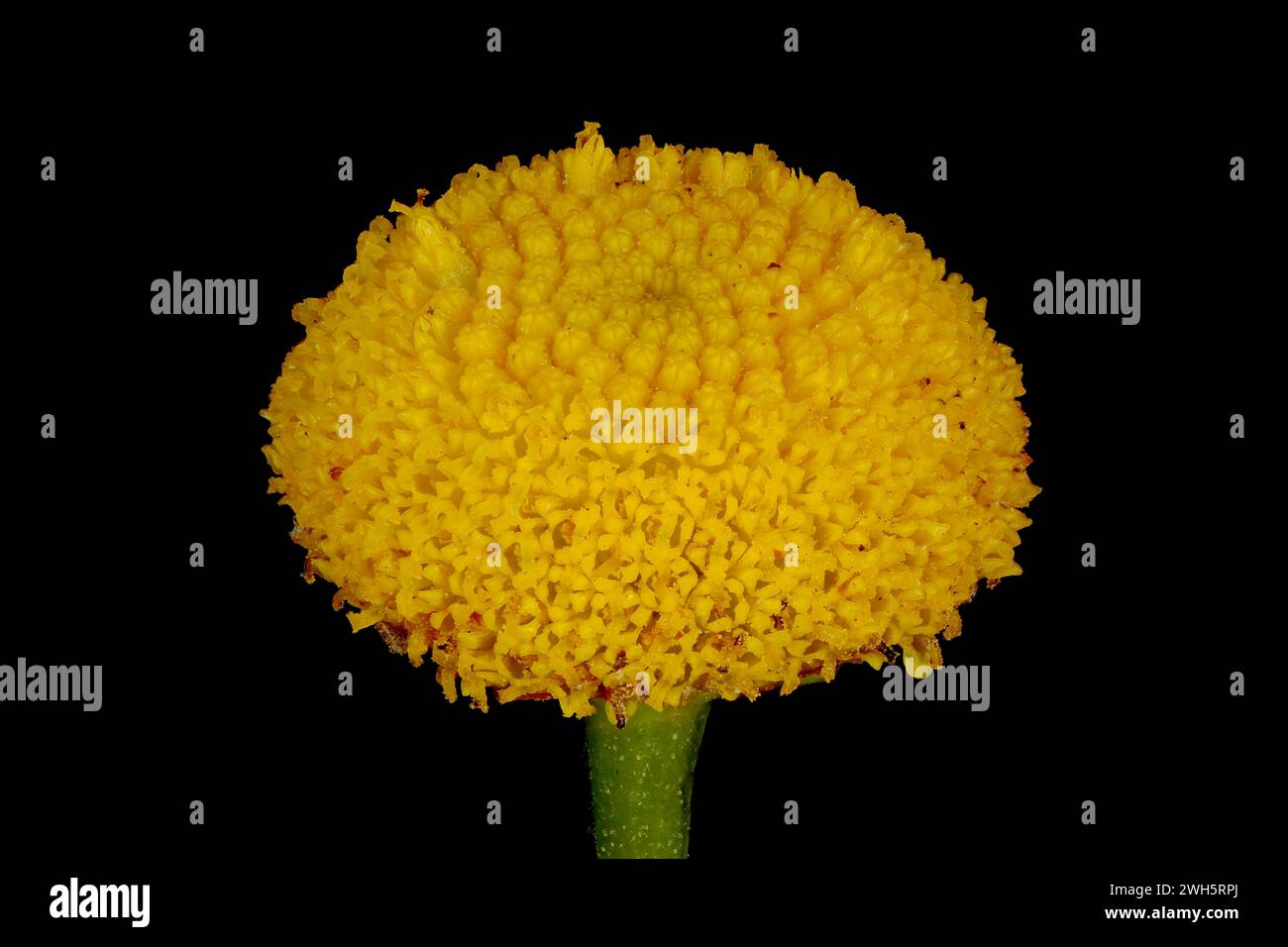 Tansy (Tanacetum vulgare). Flowering Capitulum Closeup Stock Photo - Alamy