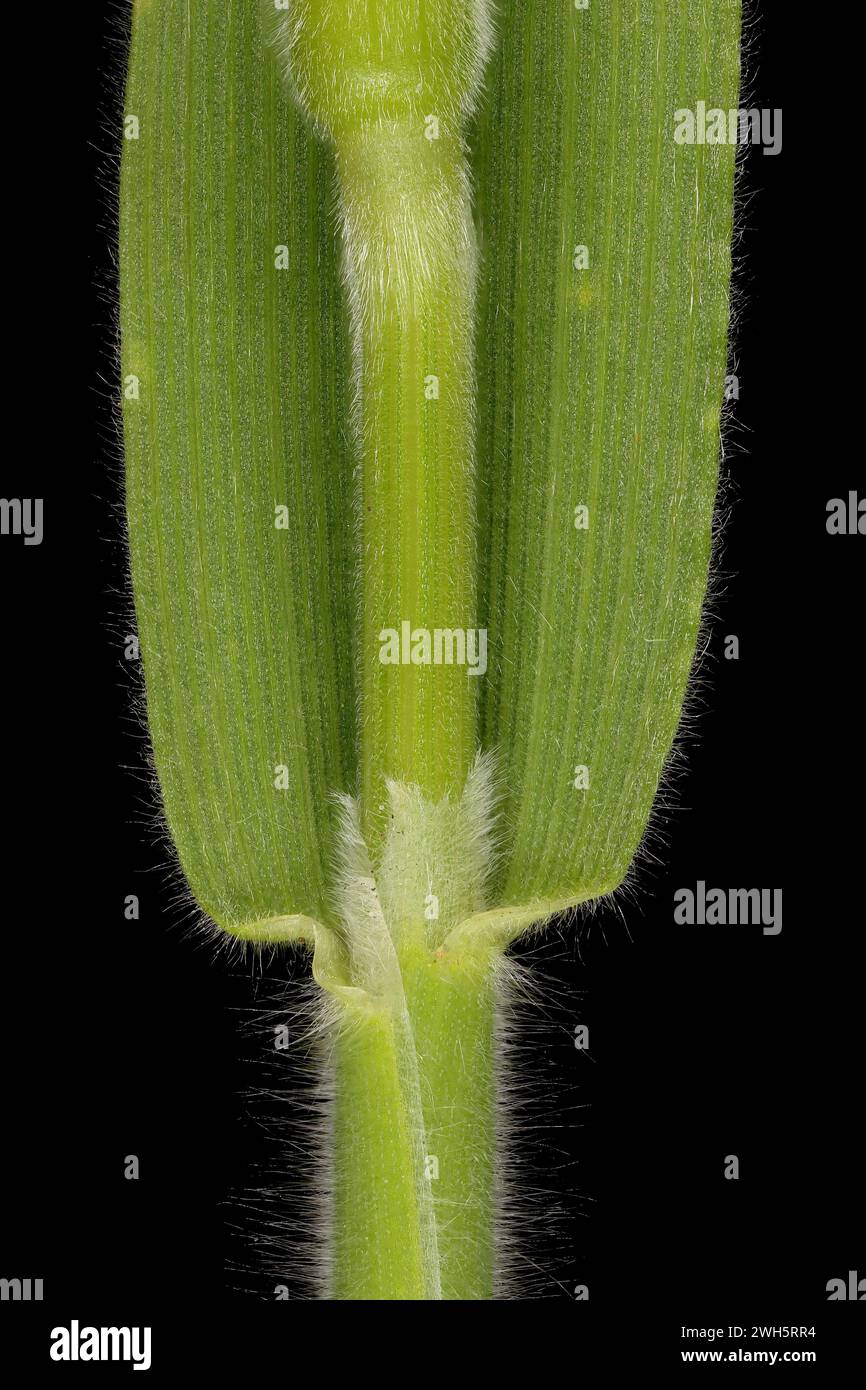 Hare's Tail (Lagurus ovatus). Culm and Leaf Sheath Closeup Stock Photo ...