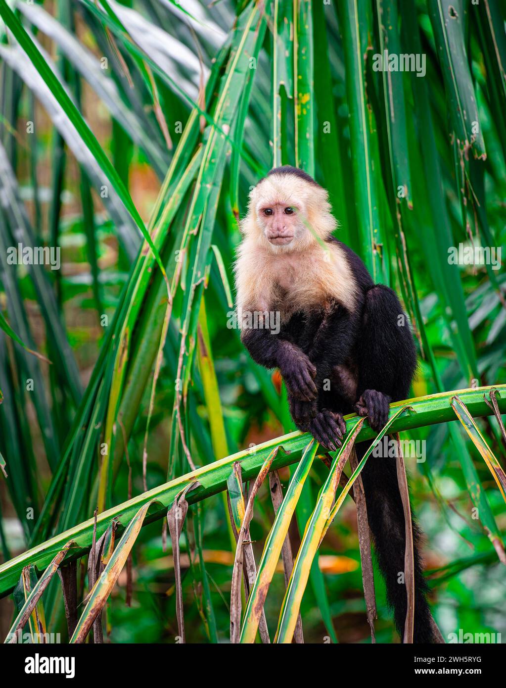 White Faced Monkey in Costa Rica Stock Photo - Alamy