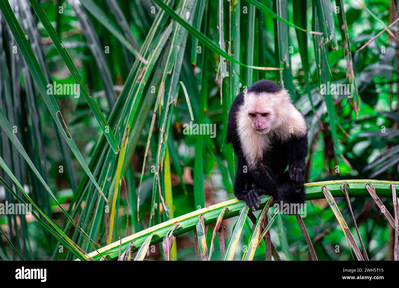 White faced capuchin monkey ecuador hi-res stock photography and images ...