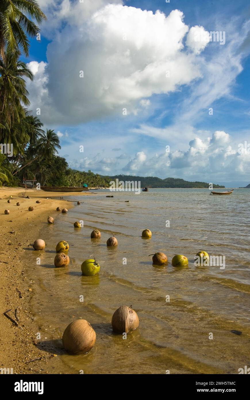 The coconuts in the Gulf of Thailand on the beach of Koh Phangan island ...