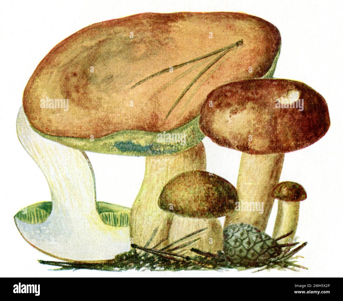 bay bolete Imleria badia, (Information paper, 1928), Maronen-Röhrling ...