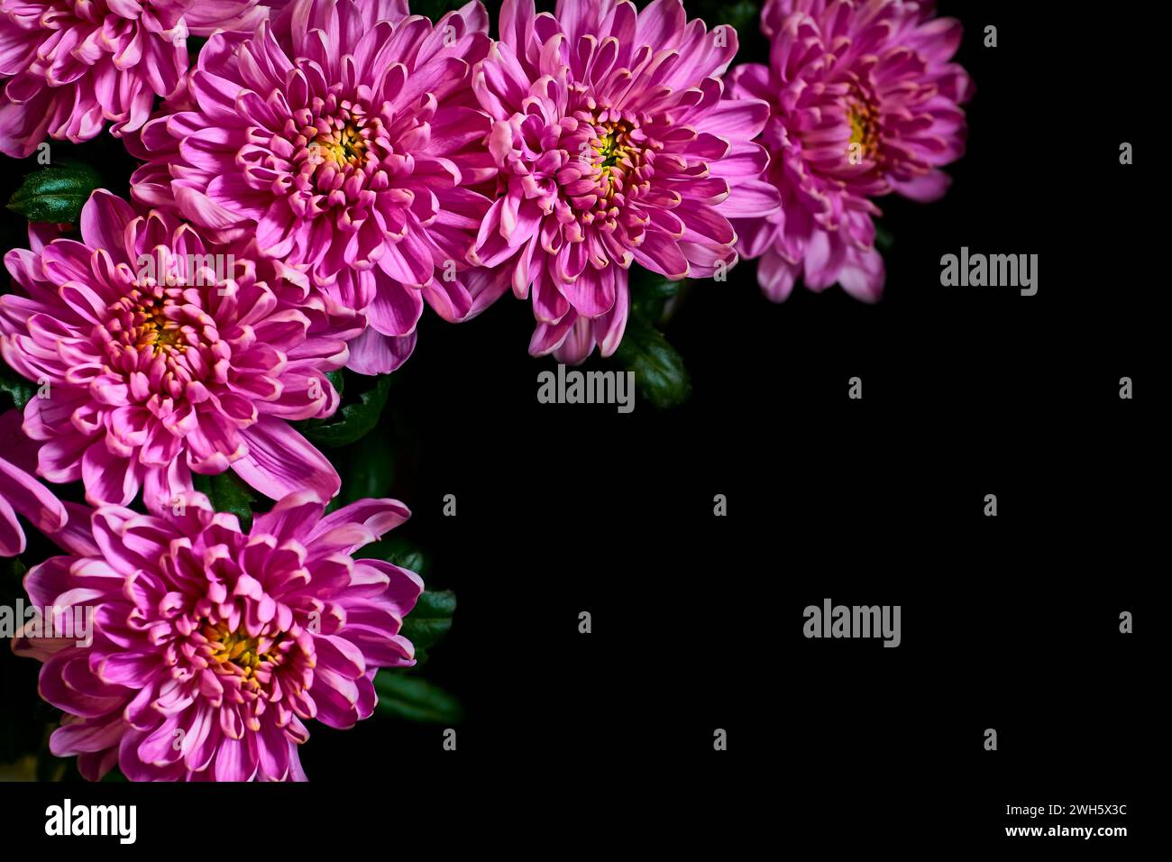 Charming pink asters variety Princess on a black screen Stock Photo - Alamy