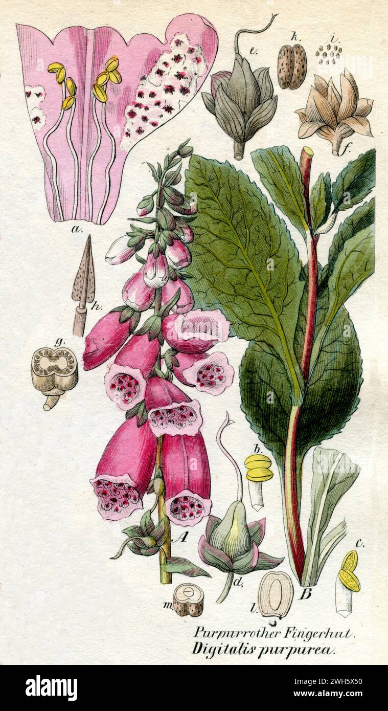 foxglove Digitalis purpurea, (botany book, 1850), Roter Fingerhut Stock ...