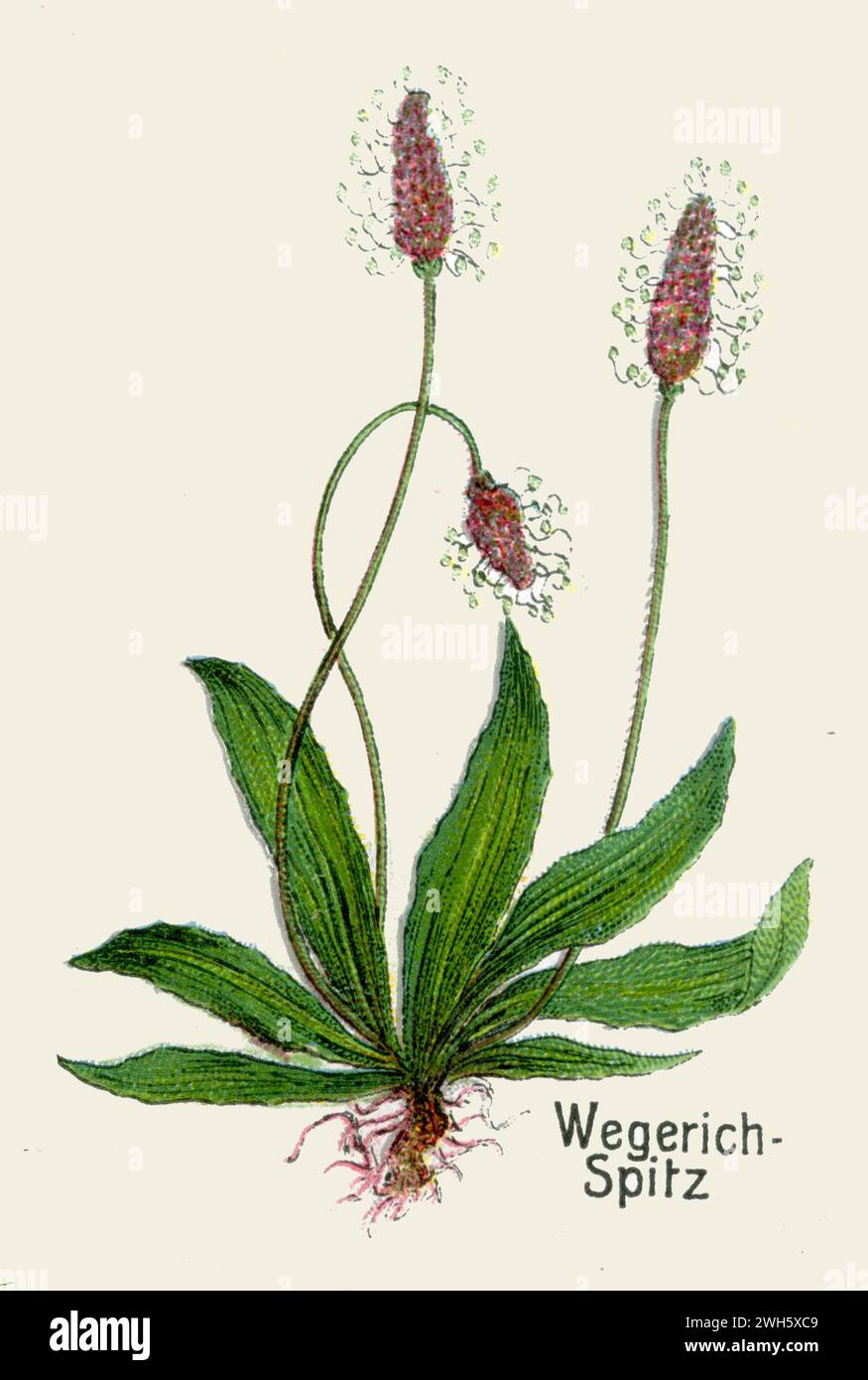 ribwort plantain, narrowleaf plantain, English plantain, ribleaf and ...