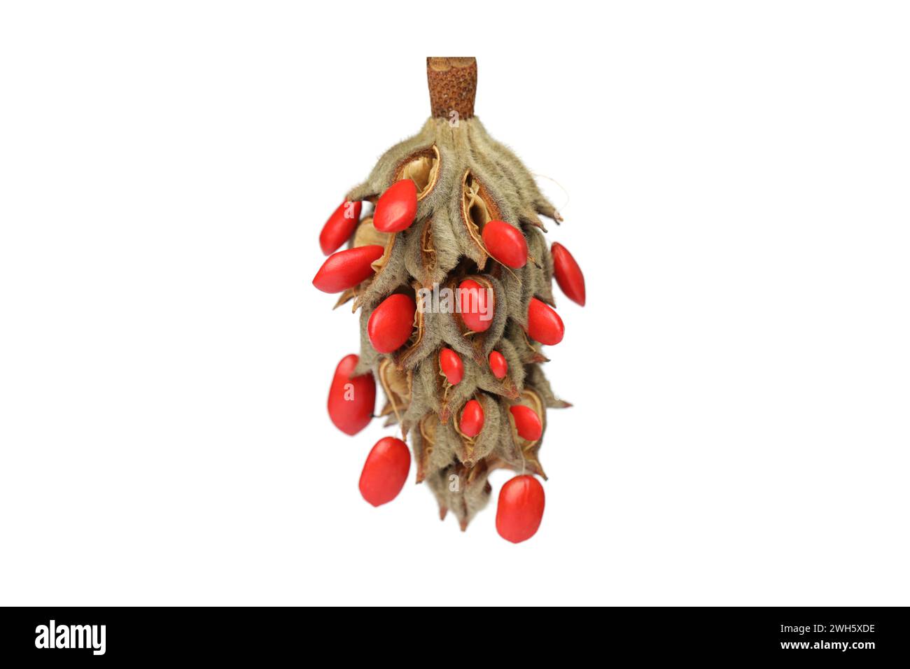 Magnolia cone fruit with red seeds isolated on white background Stock ...