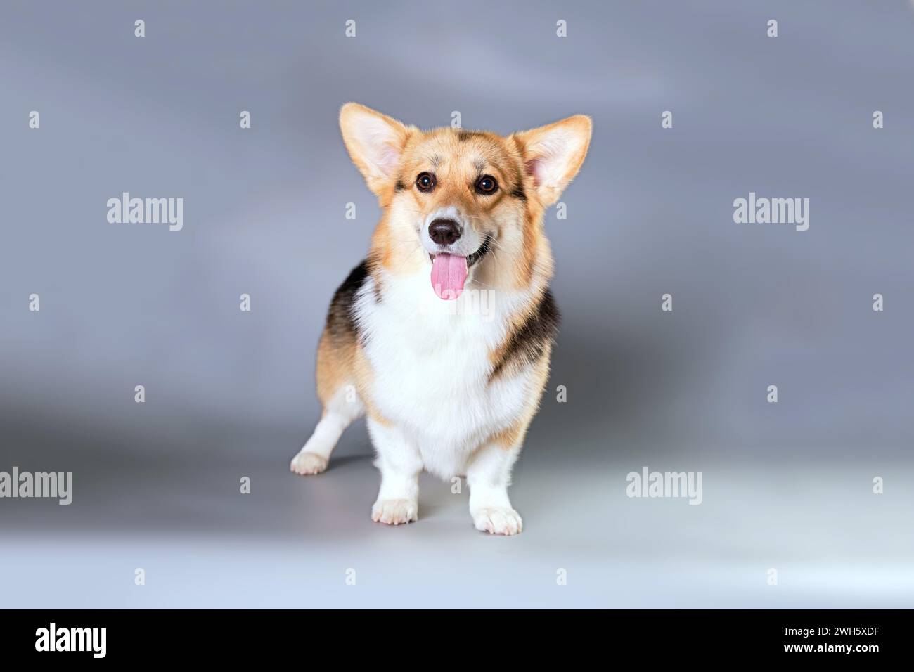 A well-groomed corgi dog standing in front of a gray background with a ...