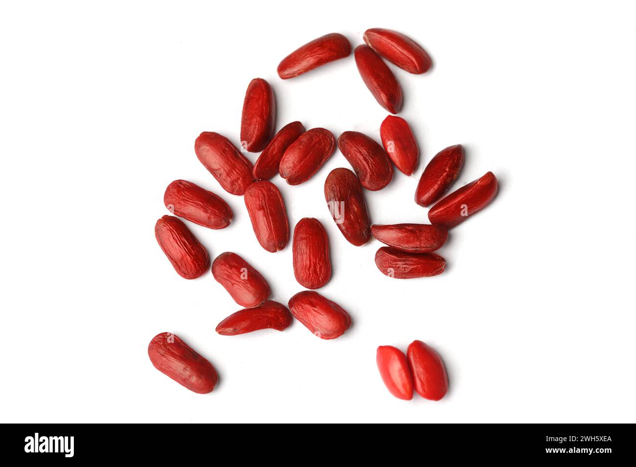 Magnolia red seed isolated on white background, top view Stock Photo ...