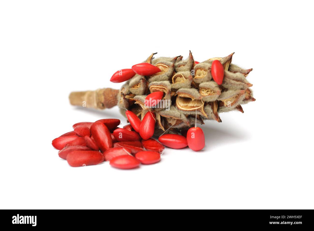 Red seed and Magnolia tree cone fruit on white background Stock Photo ...