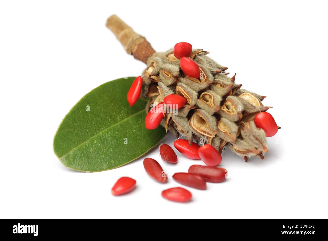Fruits cone with green leaf and red seeds on white background. Magnolia ...