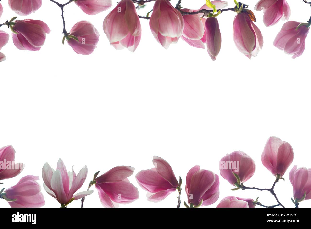 Pink flower border isolated on white background Stock Photo - Alamy