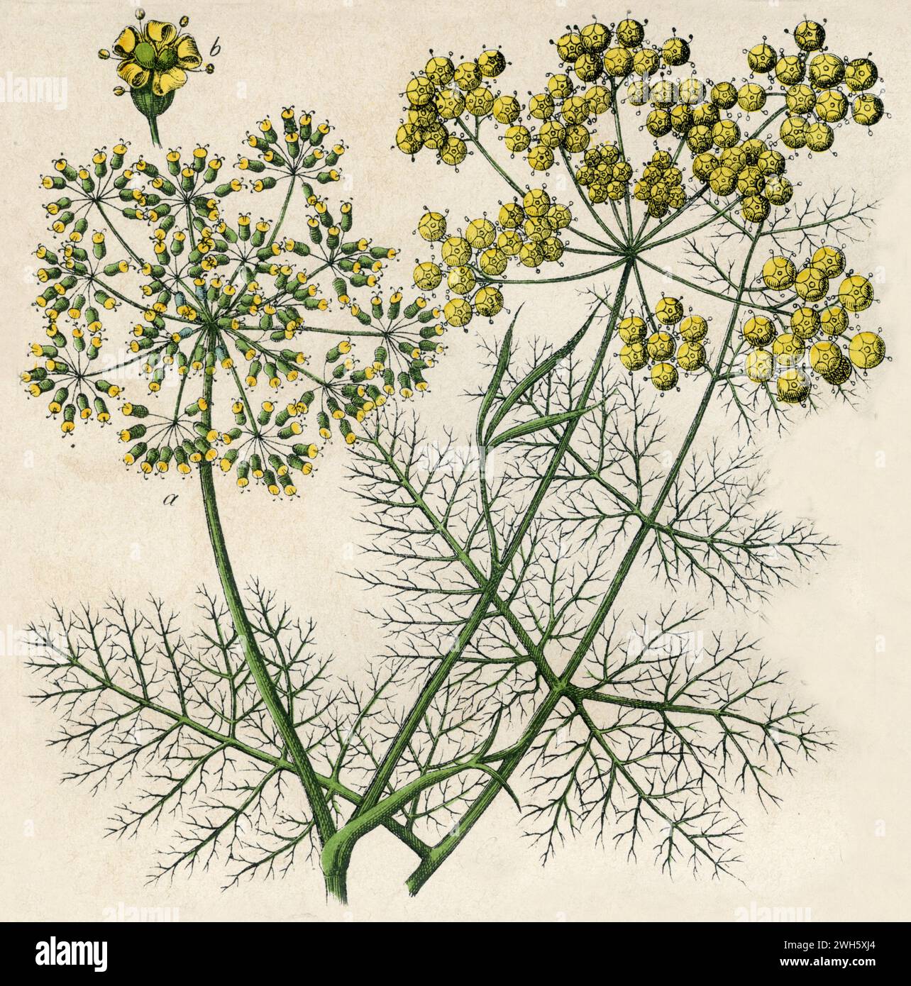 Foeniculum vulgare illustration hi-res stock photography and images - Alamy