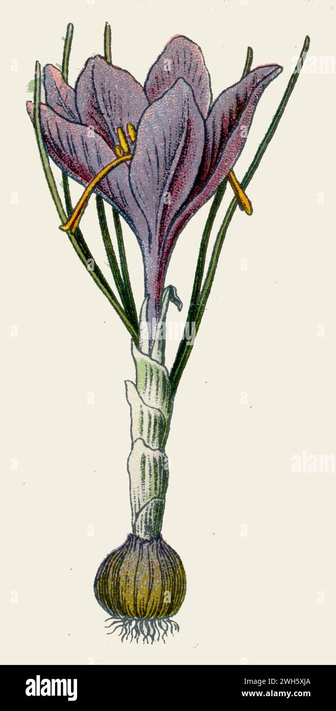 Dutch botany book hi-res stock photography and images - Alamy