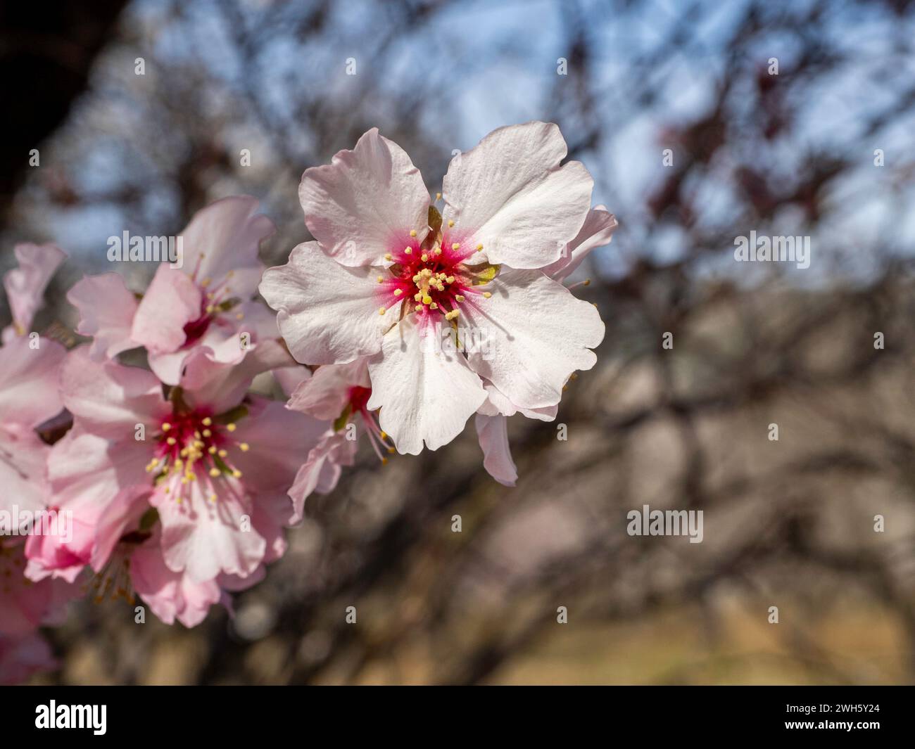 Blooming almond trees. Almond tree. White flowers. Flowers background ...
