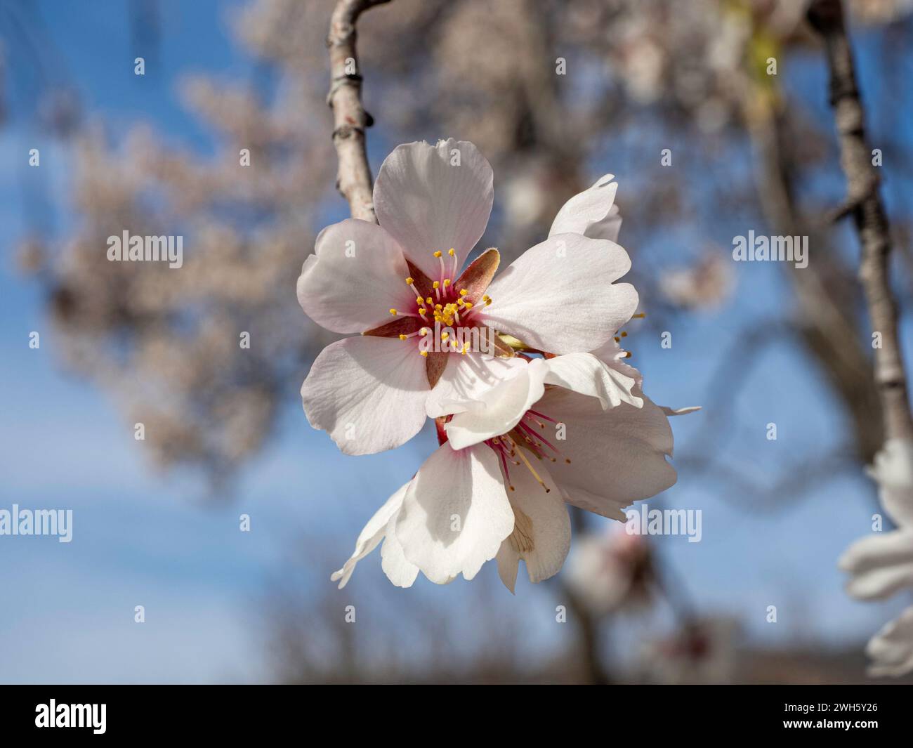 Blooming almond trees. Almond tree. White flowers. Flowers background ...
