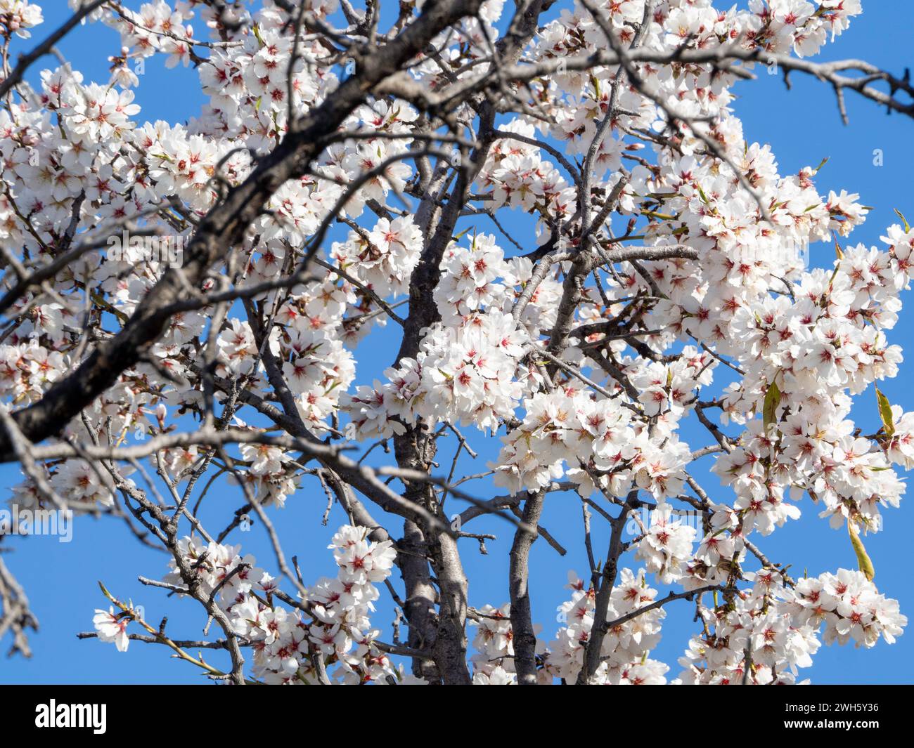 Blooming almond trees. Almond tree. White flowers. Flowers background ...