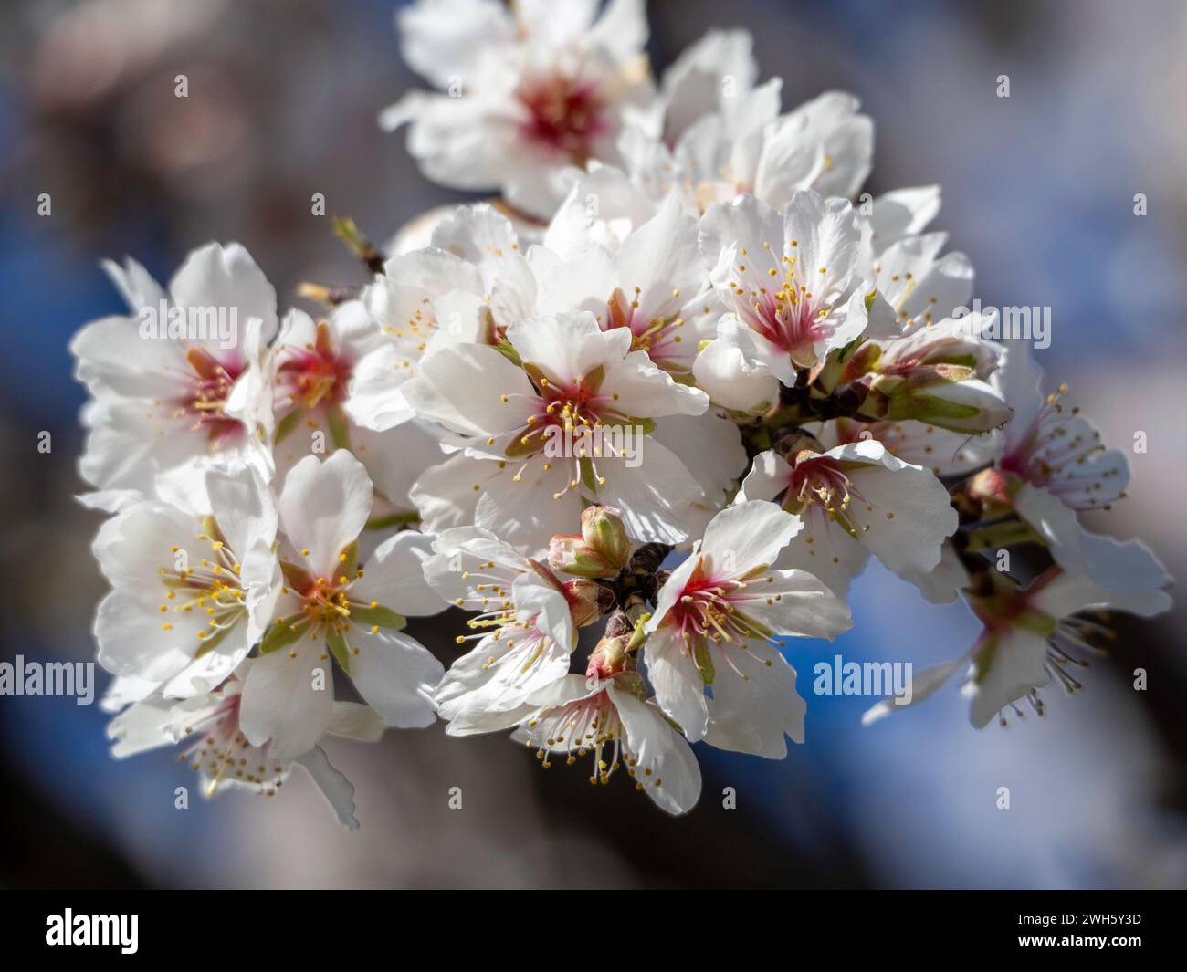 Blooming almond trees. Almond tree. White flowers. Flowers background ...