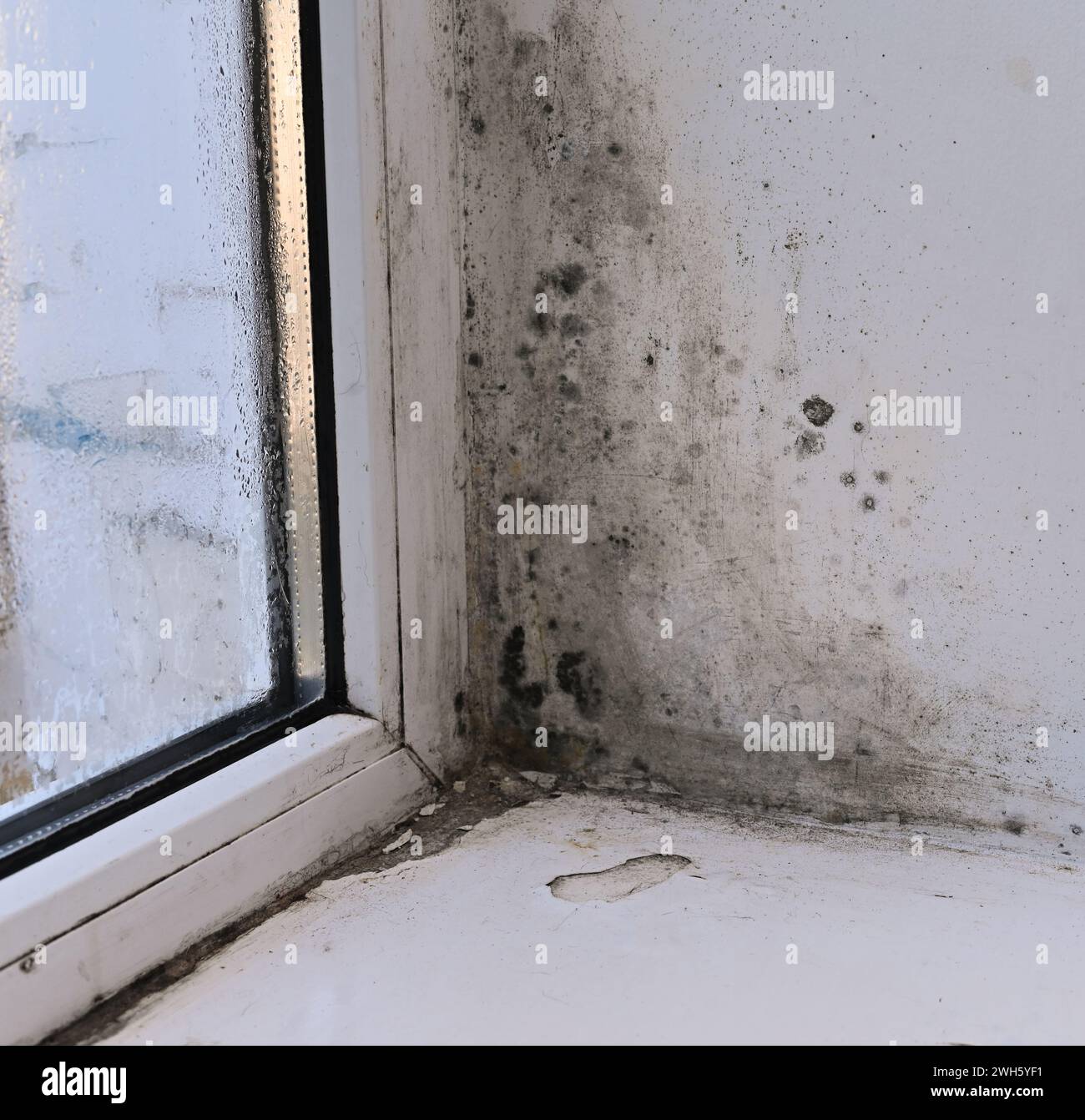 mold in the corner of the wet window and on the window sill Stock Photo ...