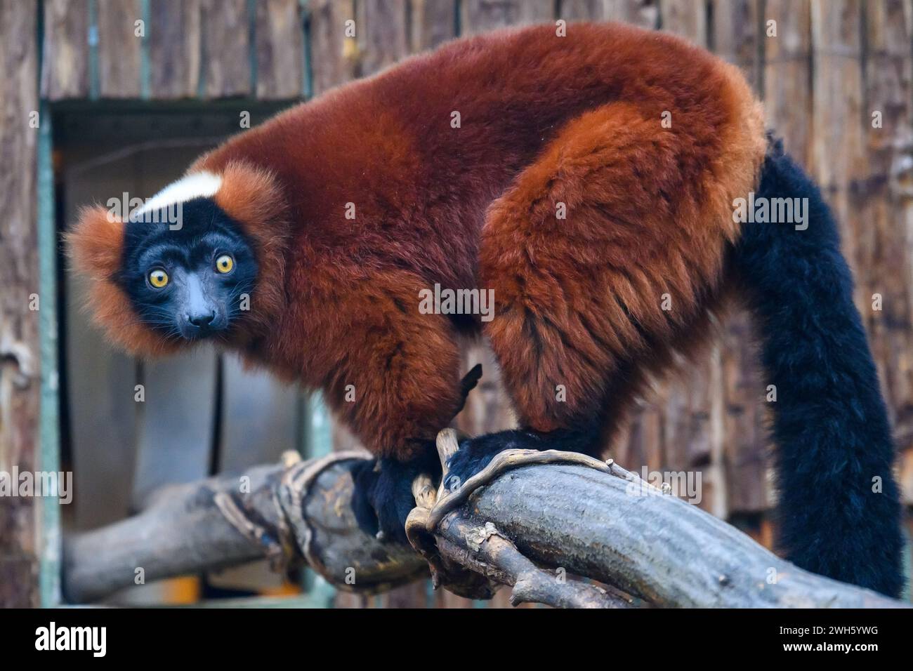 Magdeburg, Germany. 07th Feb, 2024. A red lemur sits on a branch at ...