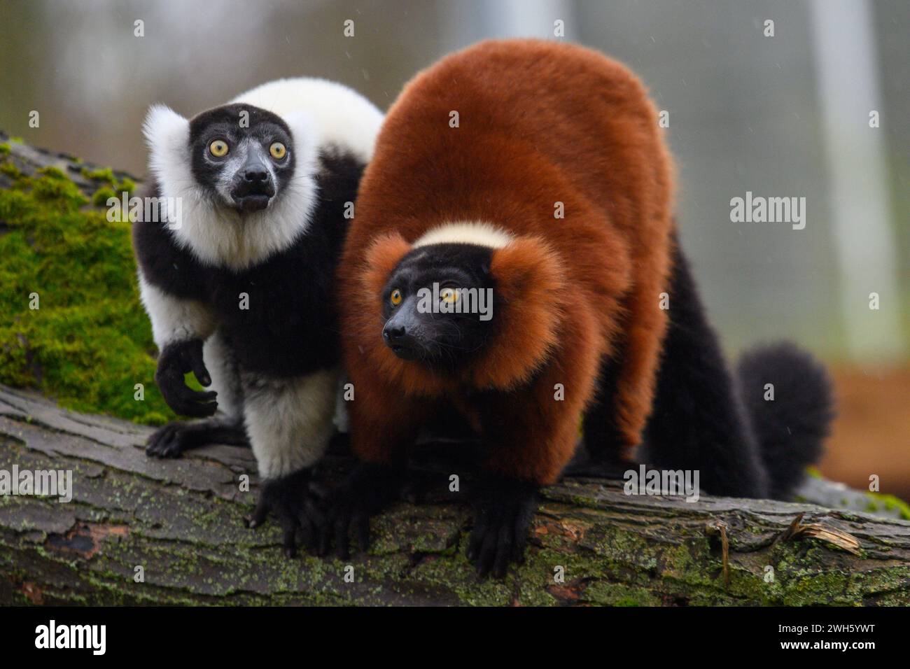 Magdeburg, Germany. 07th Feb, 2024. A black and white and a red vari ...