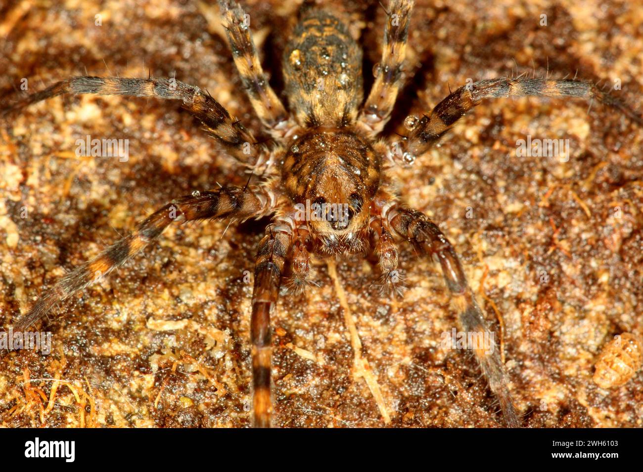 Cyclotenus hi-res stock photography and images - Alamy