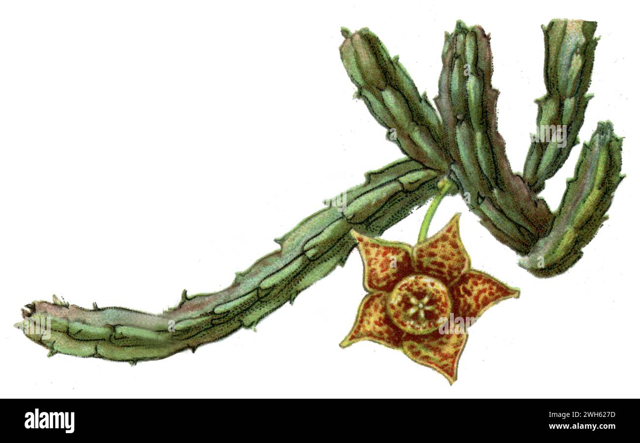 Stapelia planiflora hi-res stock photography and images - Alamy