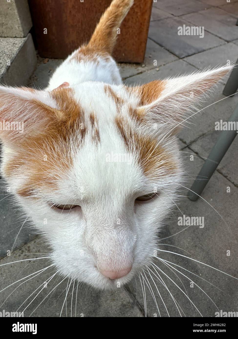 Cat looks at mouse hi-res stock photography and images - Alamy