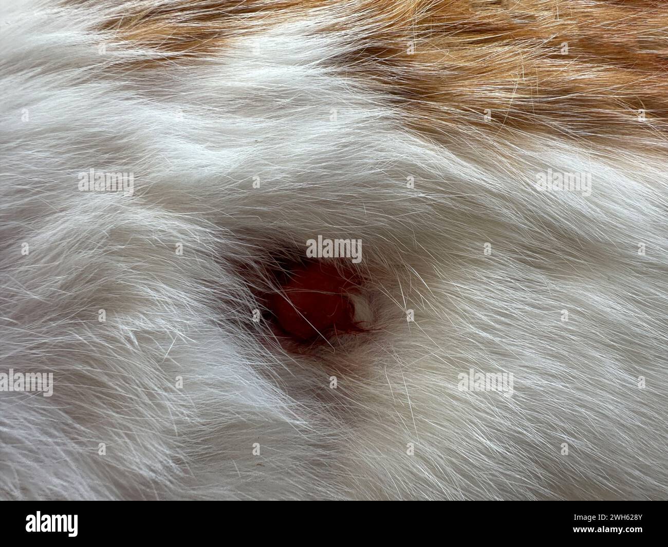 Cat sick with treated wound Stock Photo - Alamy
